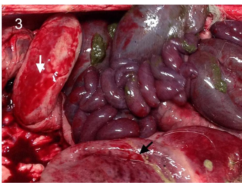 Severe serosal hemorrhages on intestine (white arrow) and