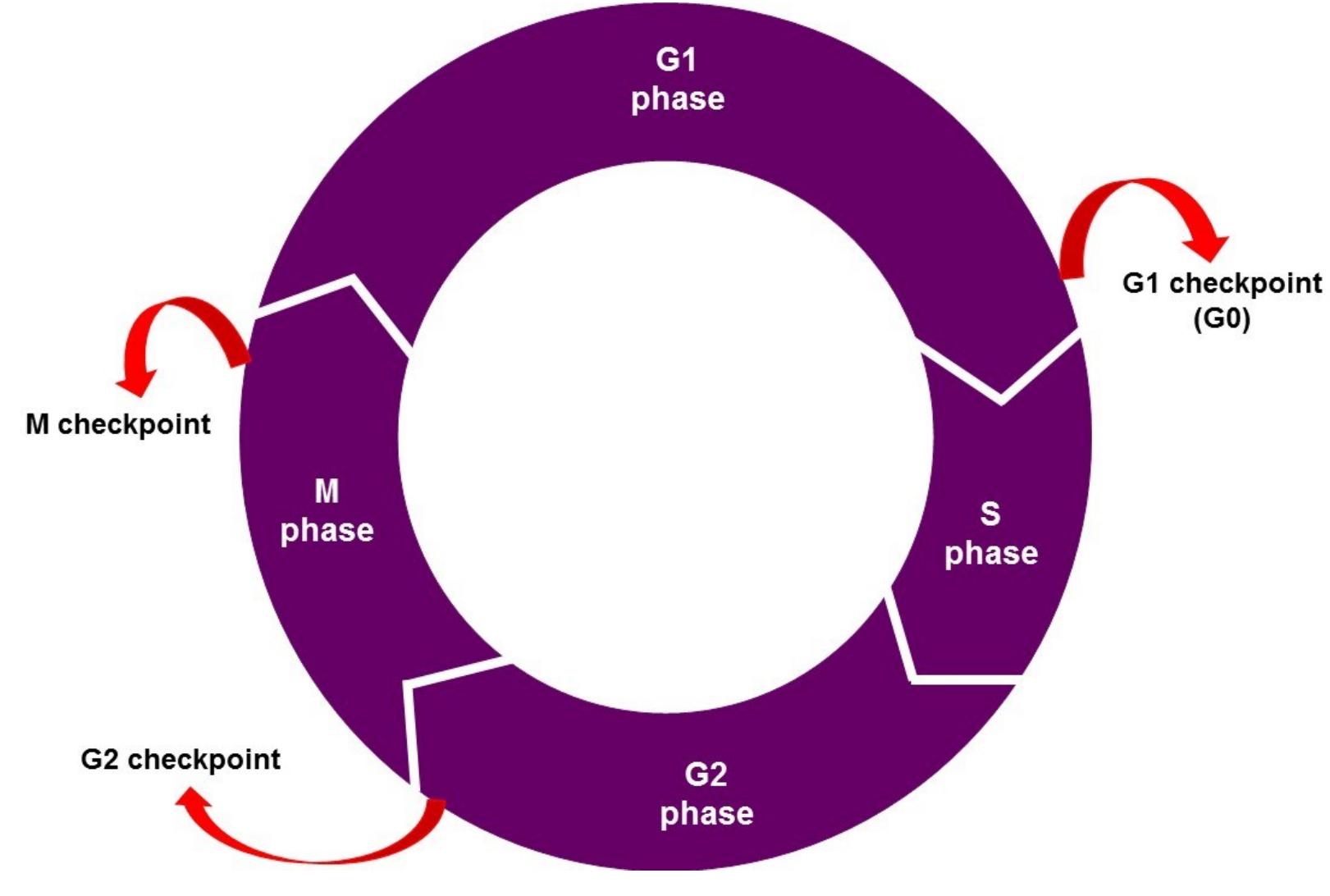 5: illustration of the cell cycle phases and checkpoints. g/