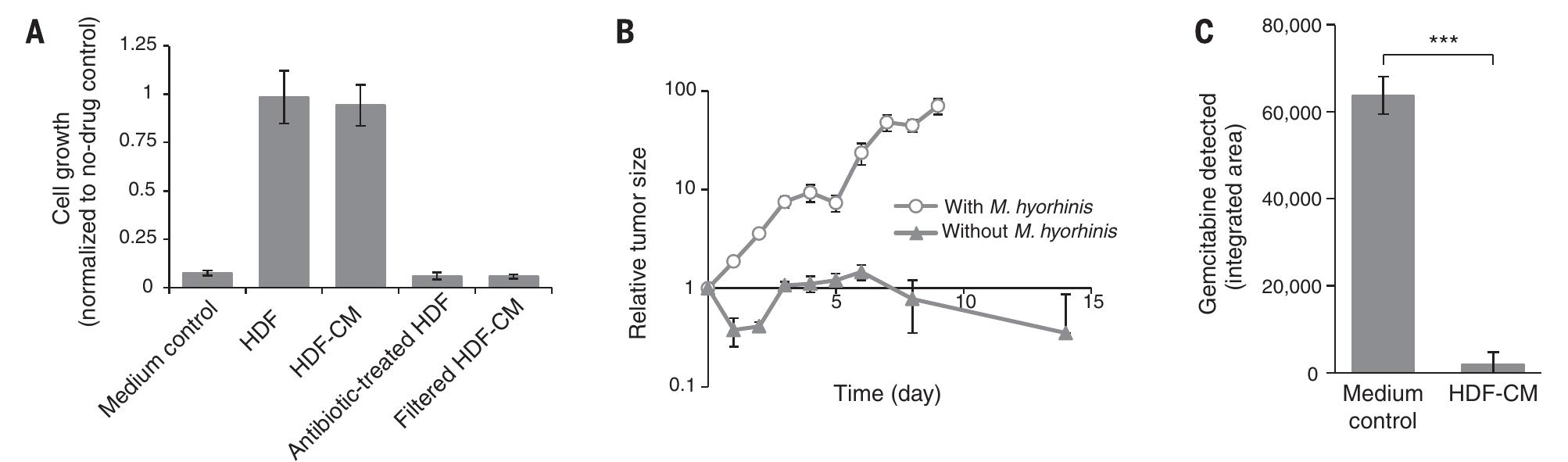 To find the bacterial genes involved in gem- citabine
