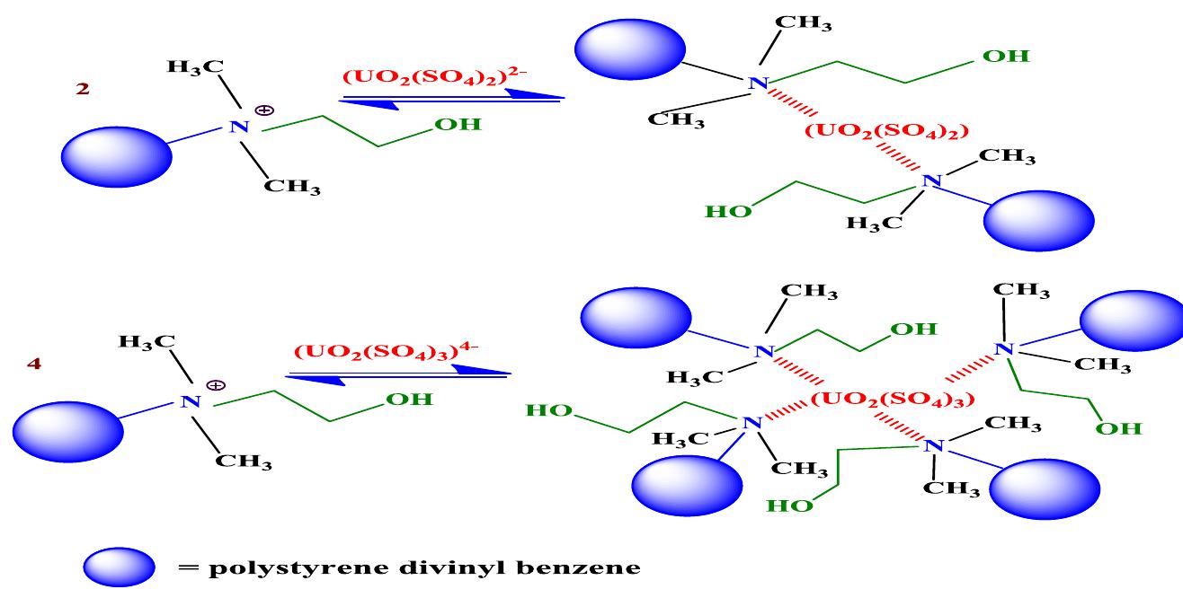 Reaction mechanism of uranium complex anion from leach