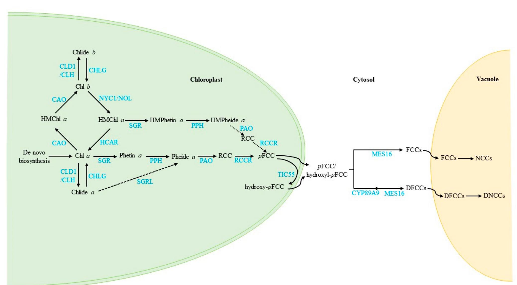 Updated model of the chl cycle, turnover and degradation