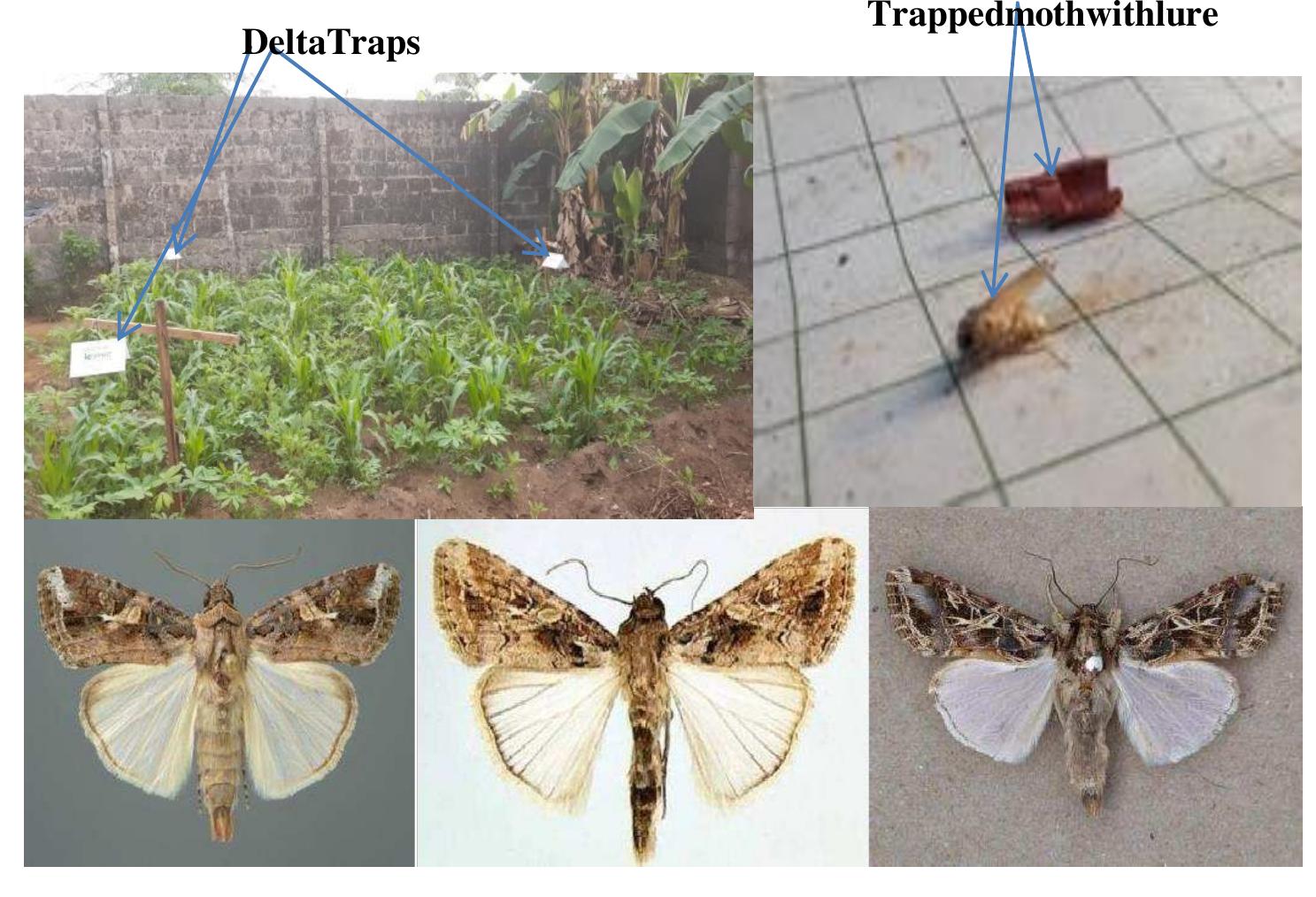 Fall army worm (faw), male africa army worm (aaw), and male