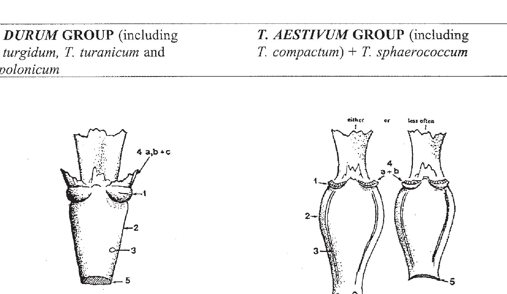 Drawing of tetraploid (a) and hexaploid (b) rachis fragments