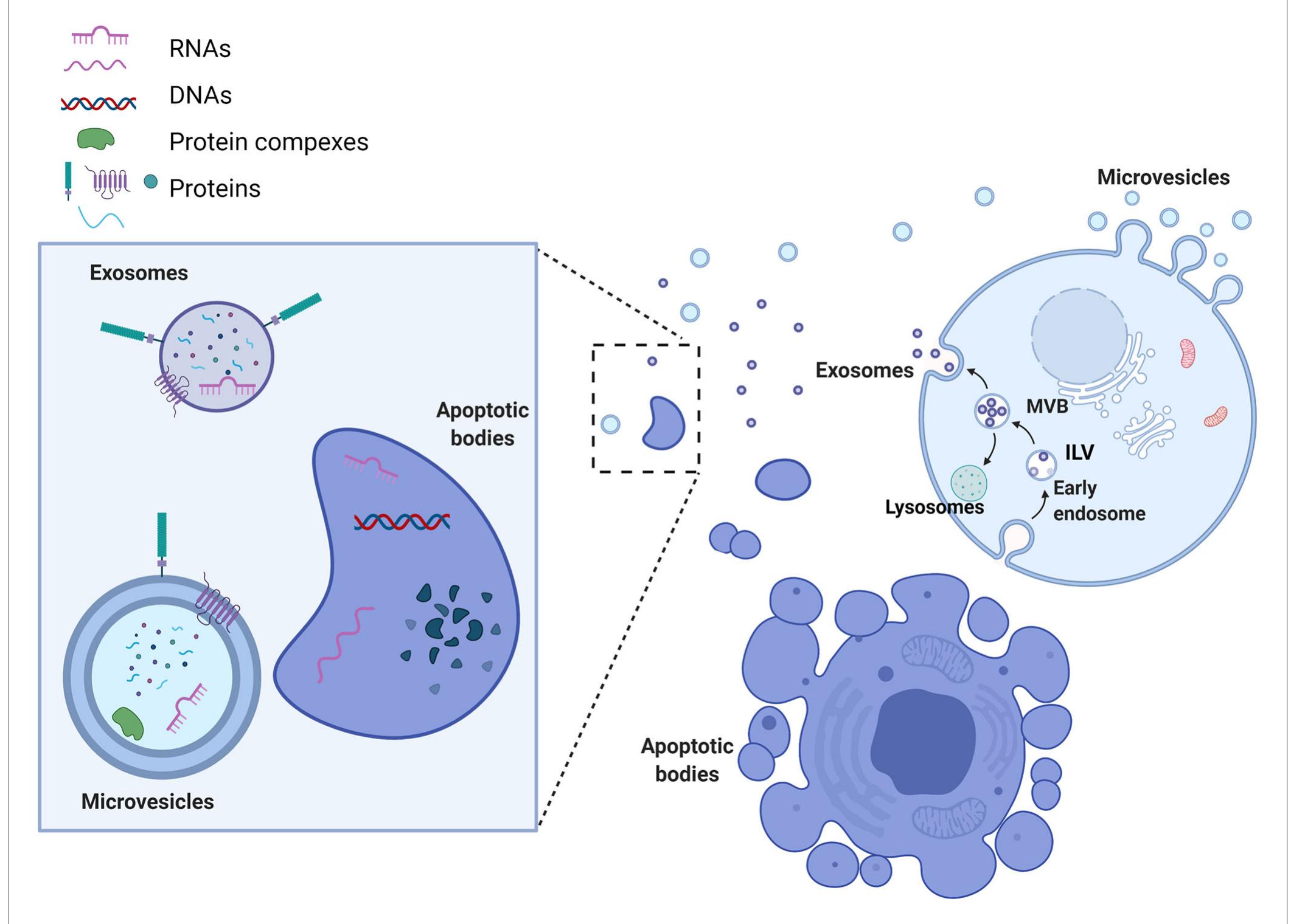 | extracellular vesicle biogenesis and types. microvesicles