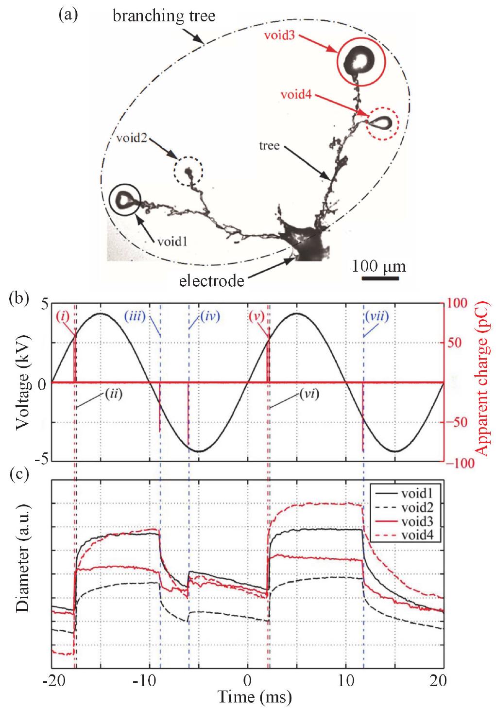 (a) image of branching trees and the formation of voids at