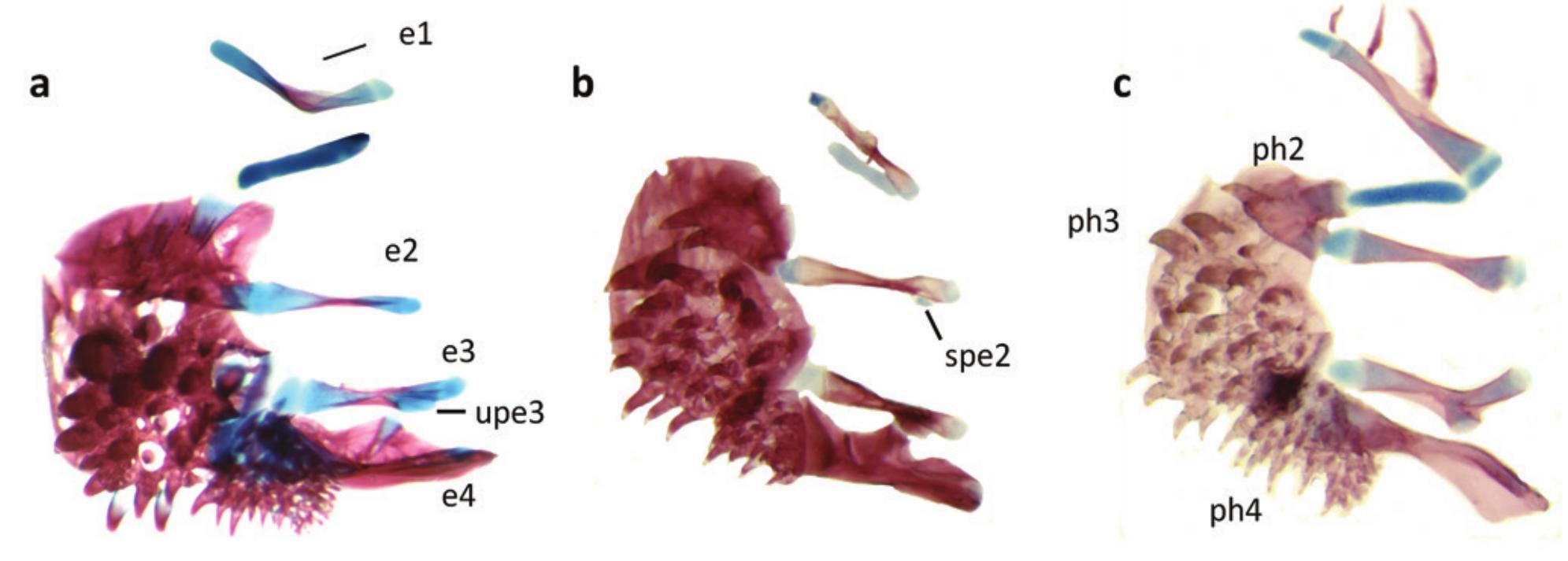 Ventral view of dorsal gill arches of a. pterolebias