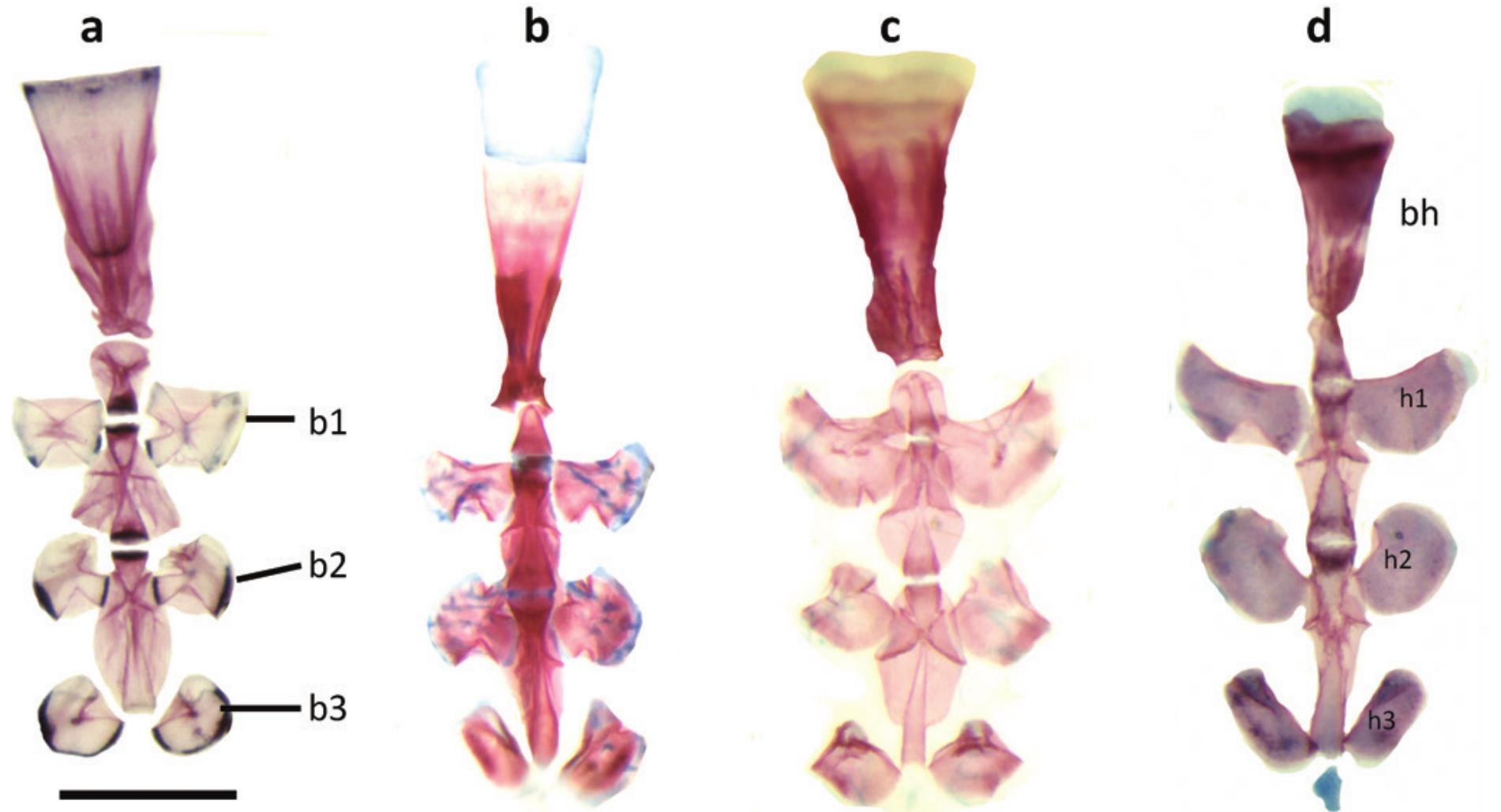 Dorsal and partial view of ventral gill arches of a.