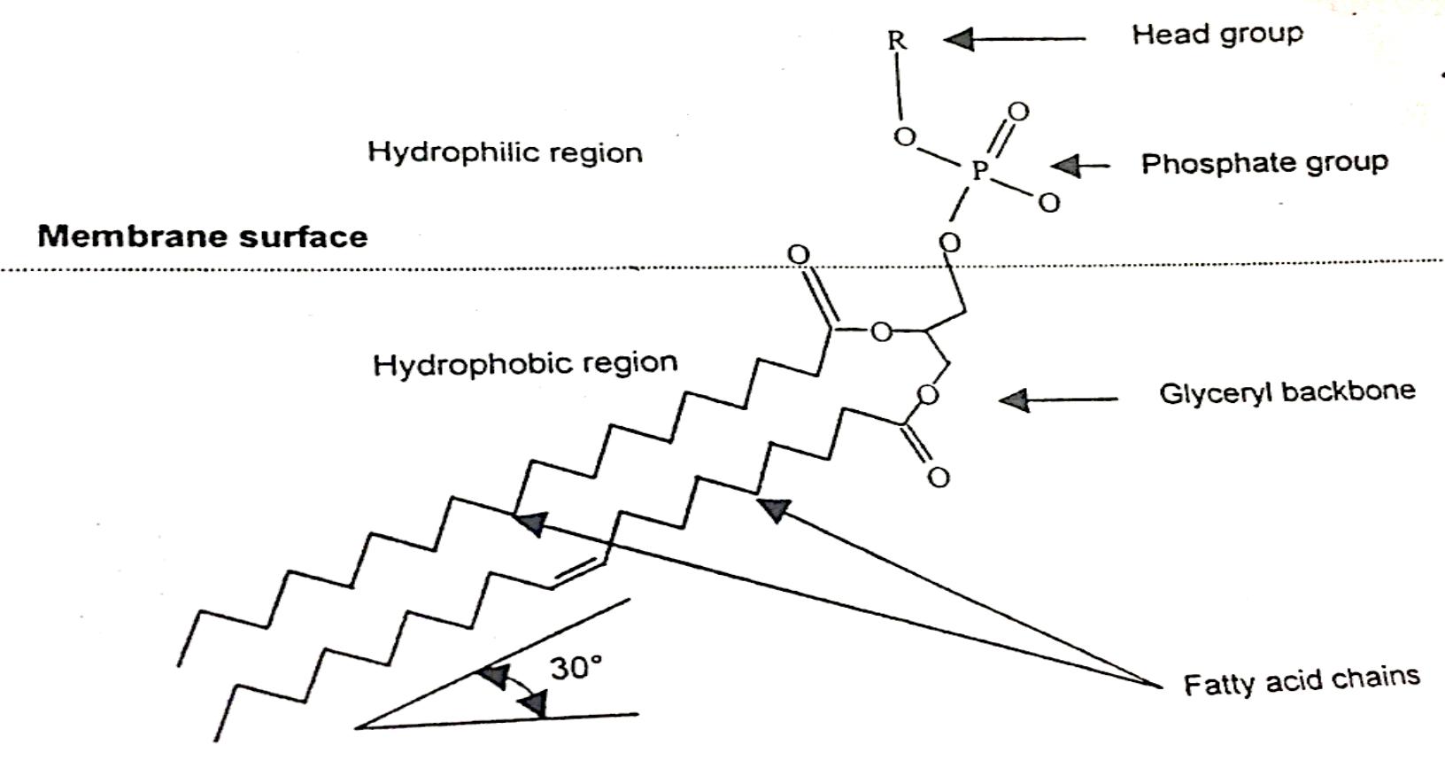 Mechanism of formation of liposomes [4] bilayered vesicles