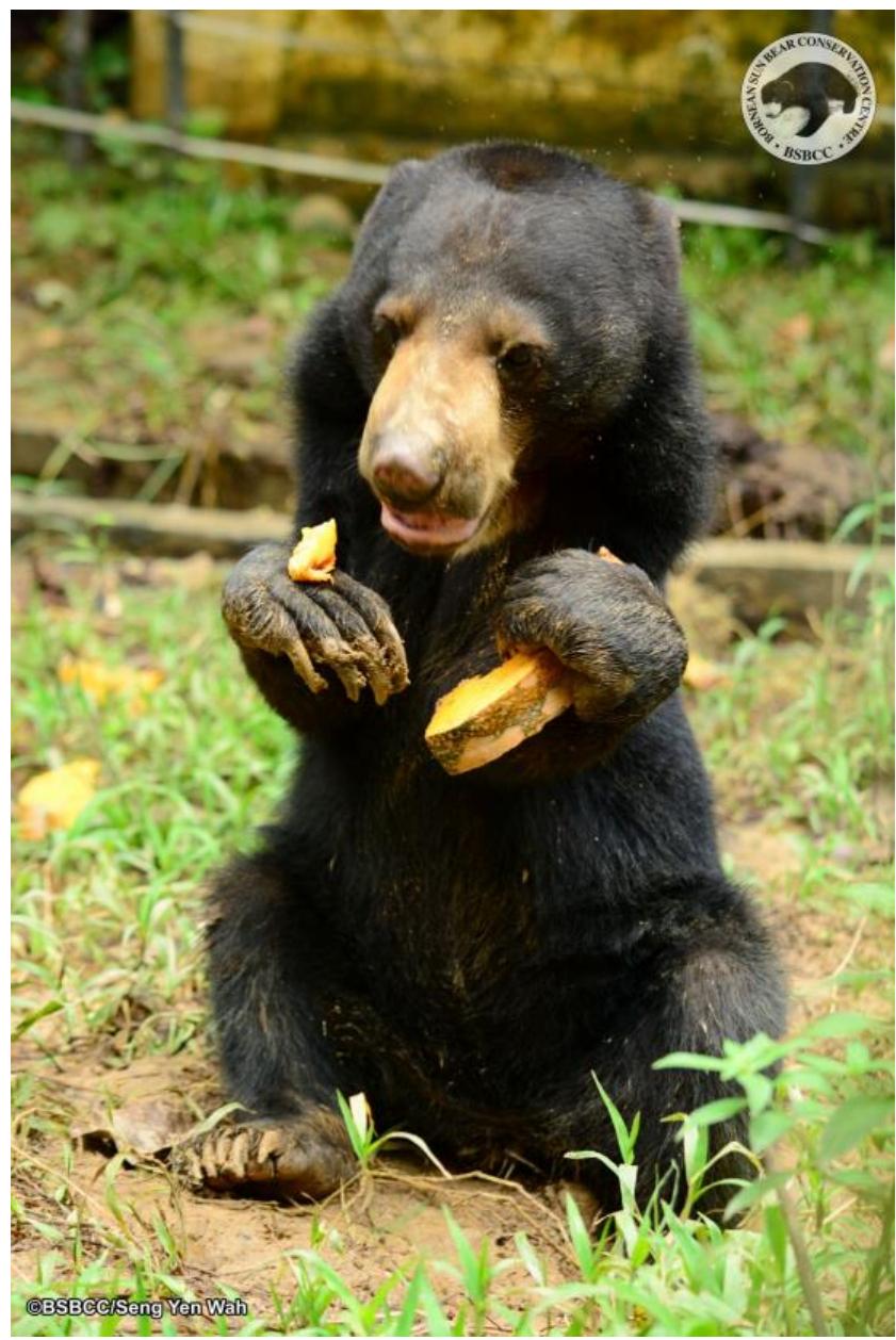 The work of bornean sun bear conservation centre, sabah dr