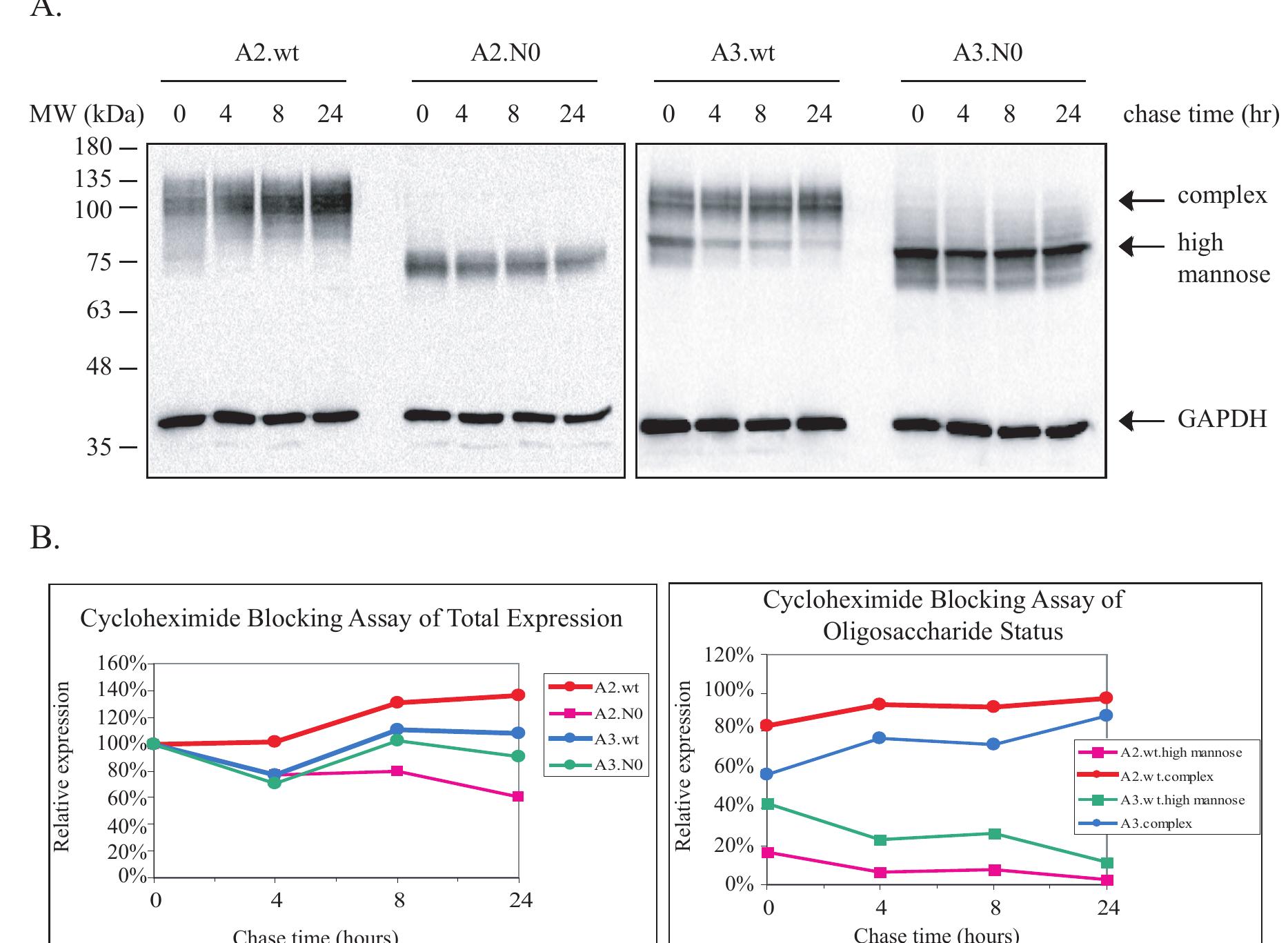 12. cycloheximide chase assay of glycosylated and