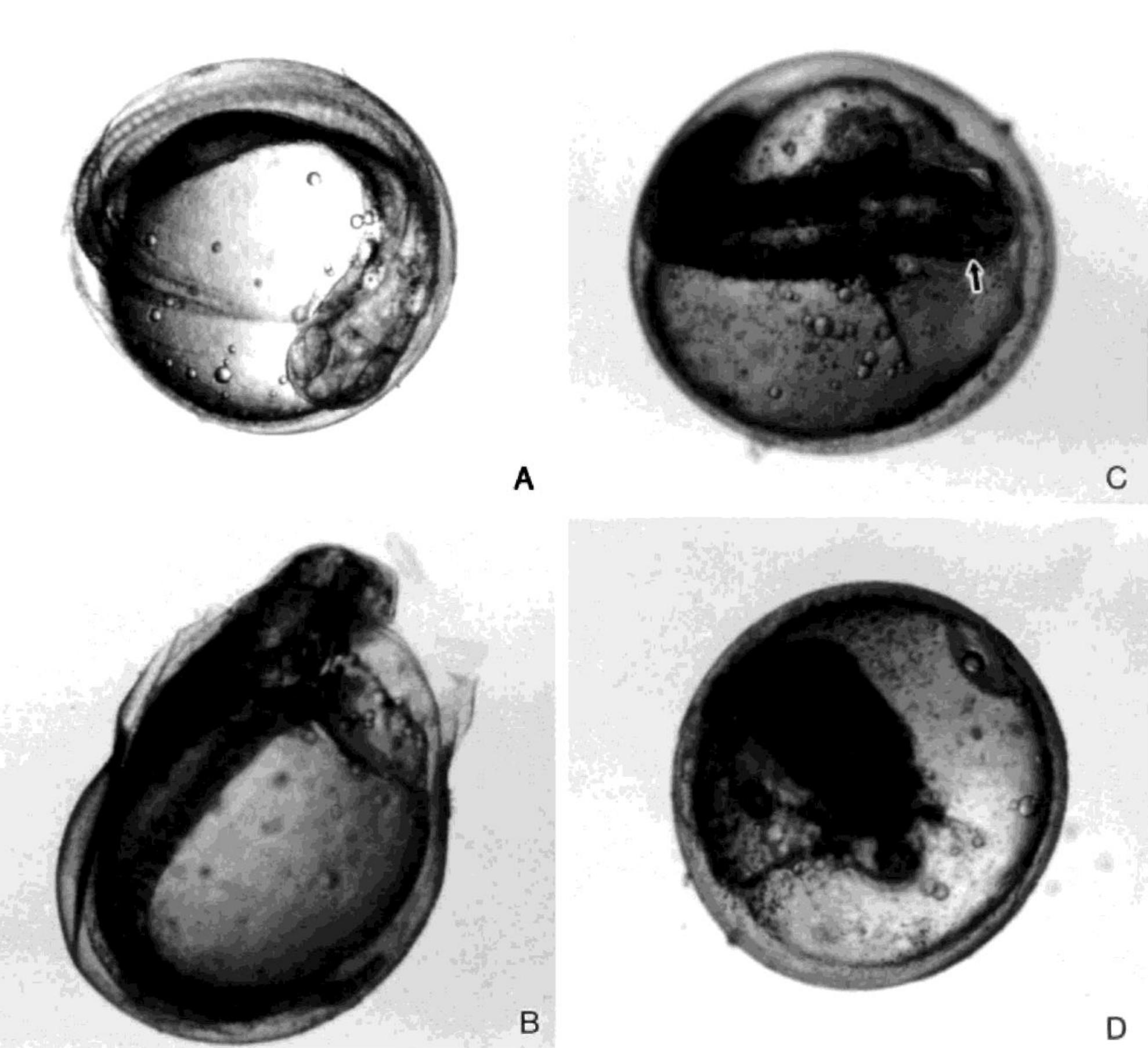 Morphology of haploid embryos and various degrees of