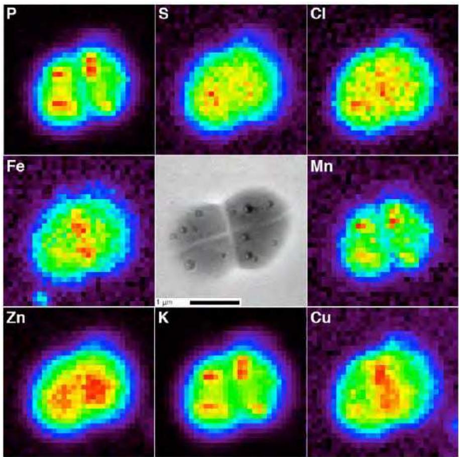 22. elemental maps of radiation-resistant bacteria