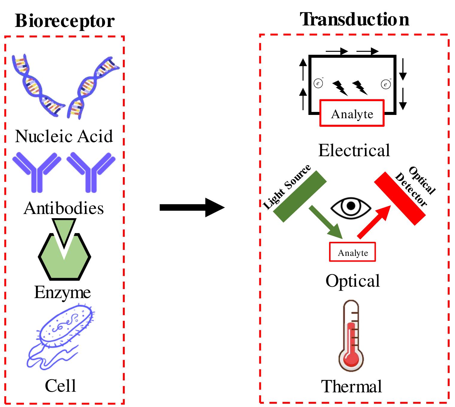 : schematic showing the working principle of biosensors
