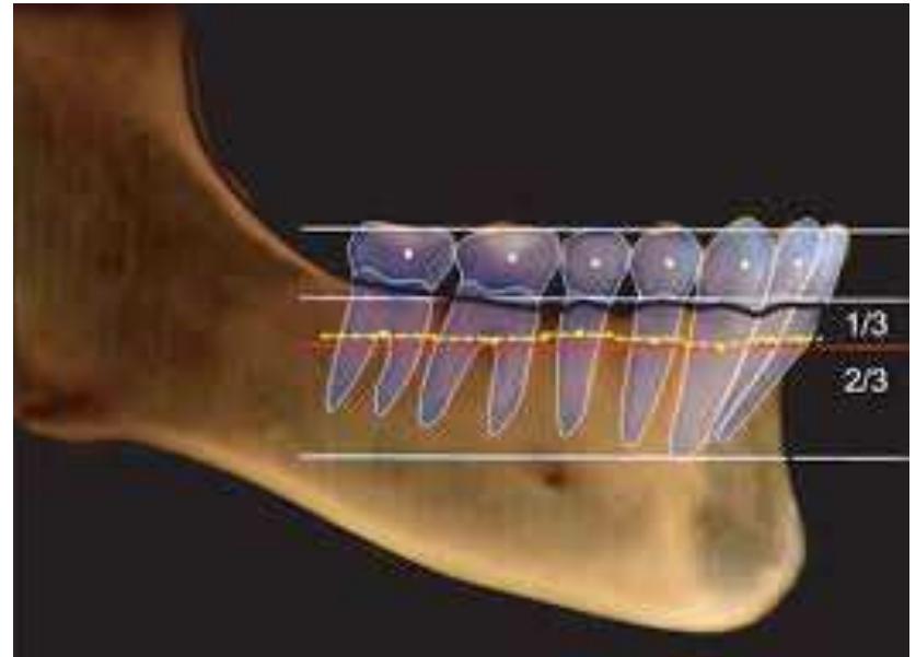 Schematic drawing for basal arch identification. blue dotted