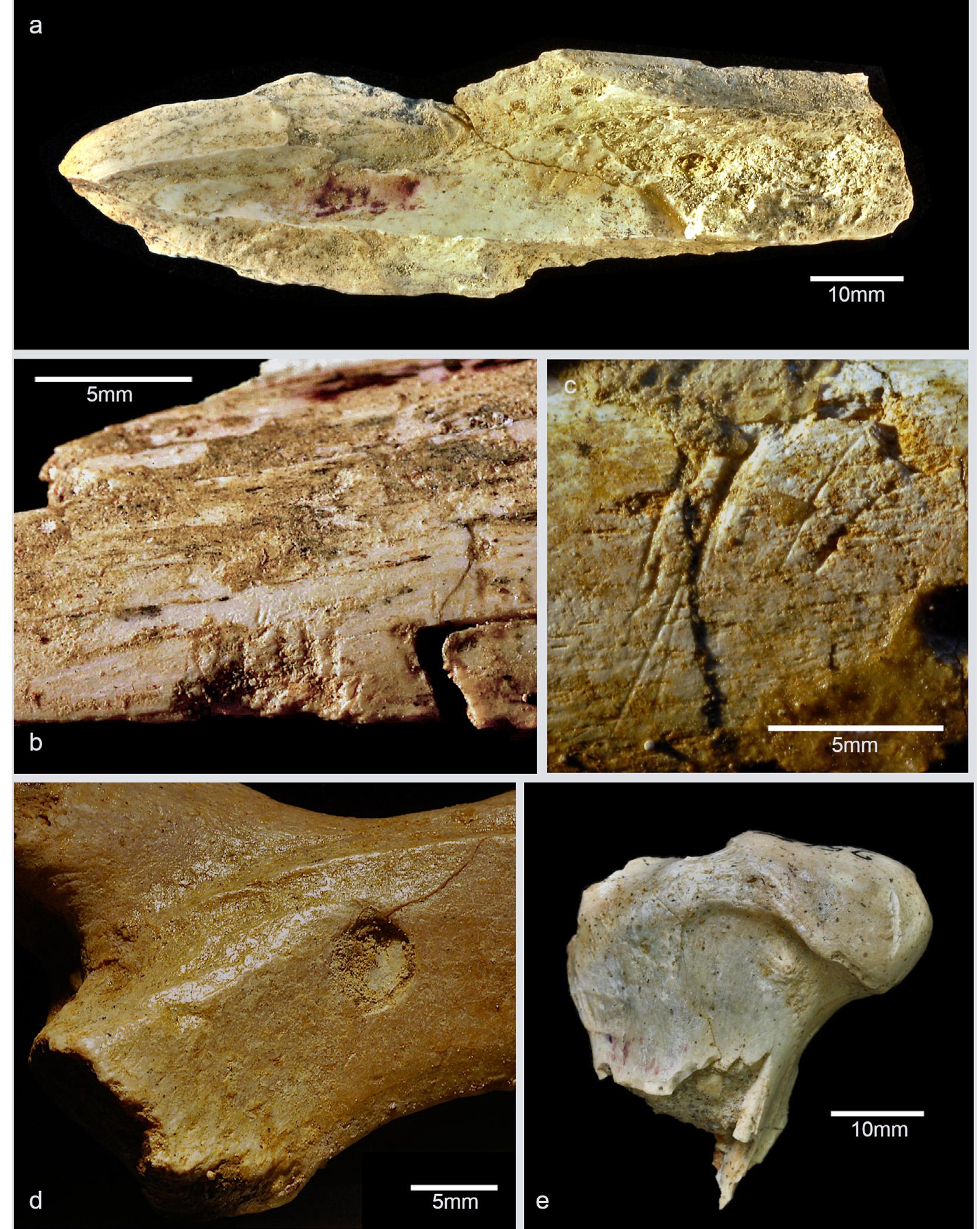 Examples of bone surface modifications found in the kanjera