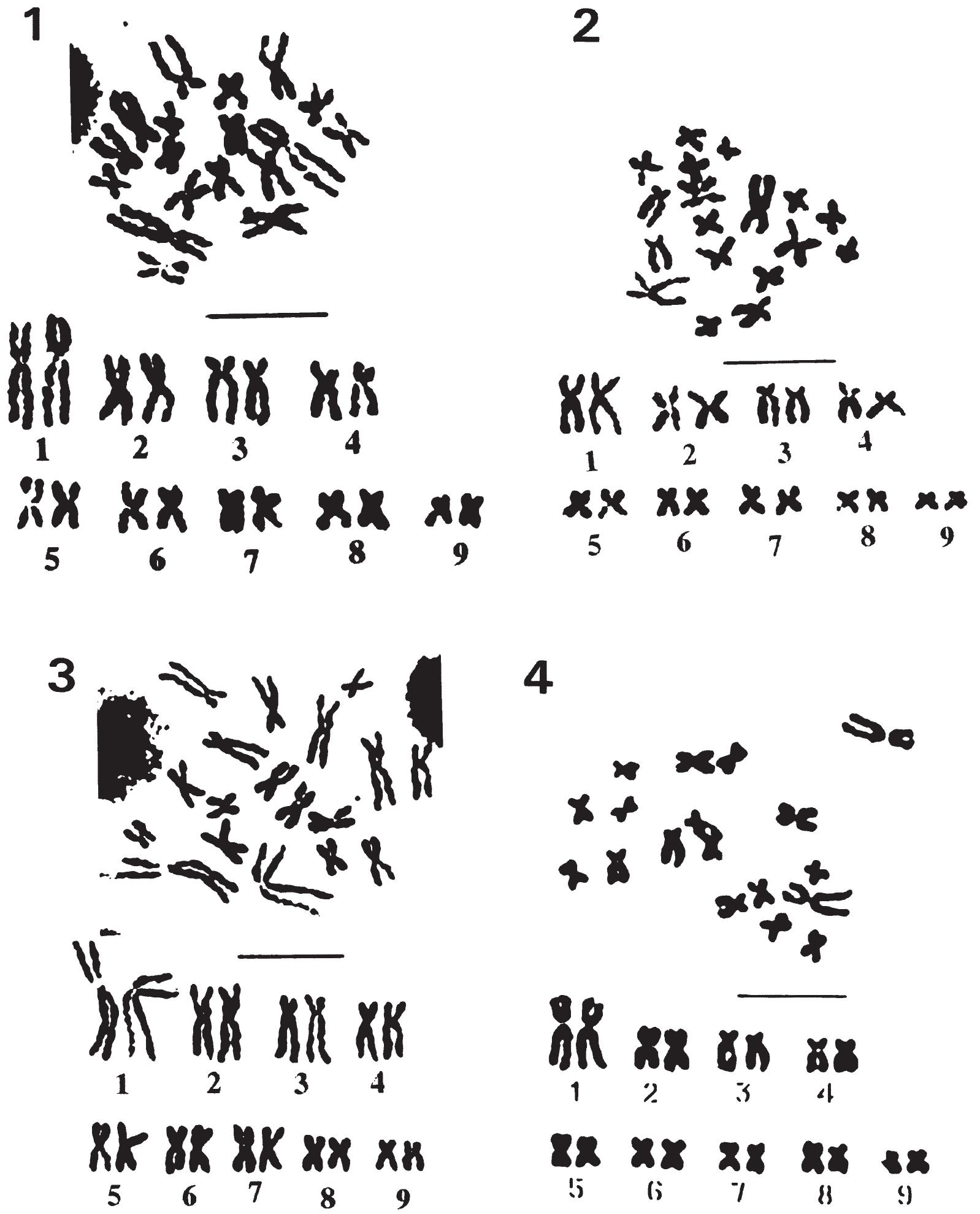 Metaphase chromosomes and karyotypes of: 1—v. ater from lake