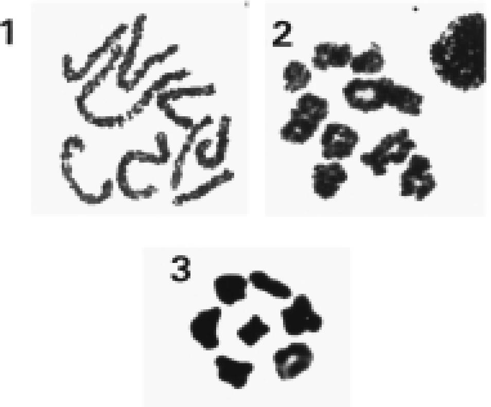 Meiosis in the cells of viviparid males: 1—pachytene of v.
