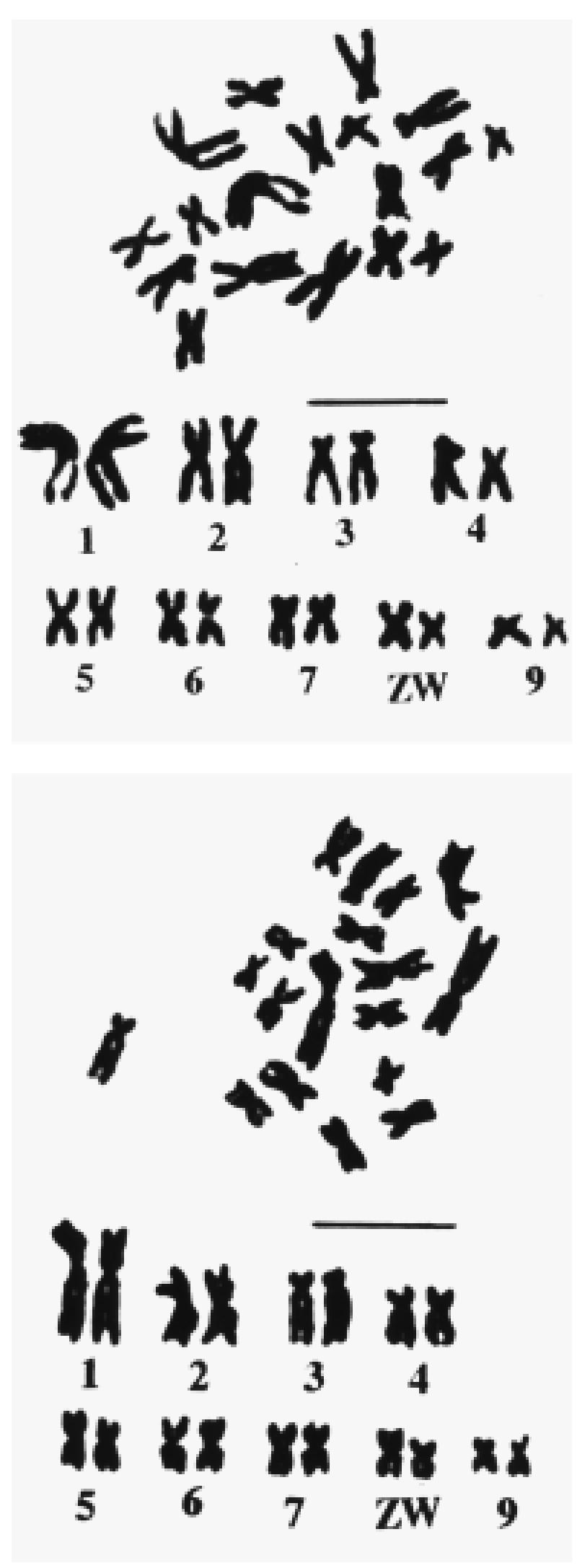 Mitotic metaphases and karyotypes of viviparid females:
