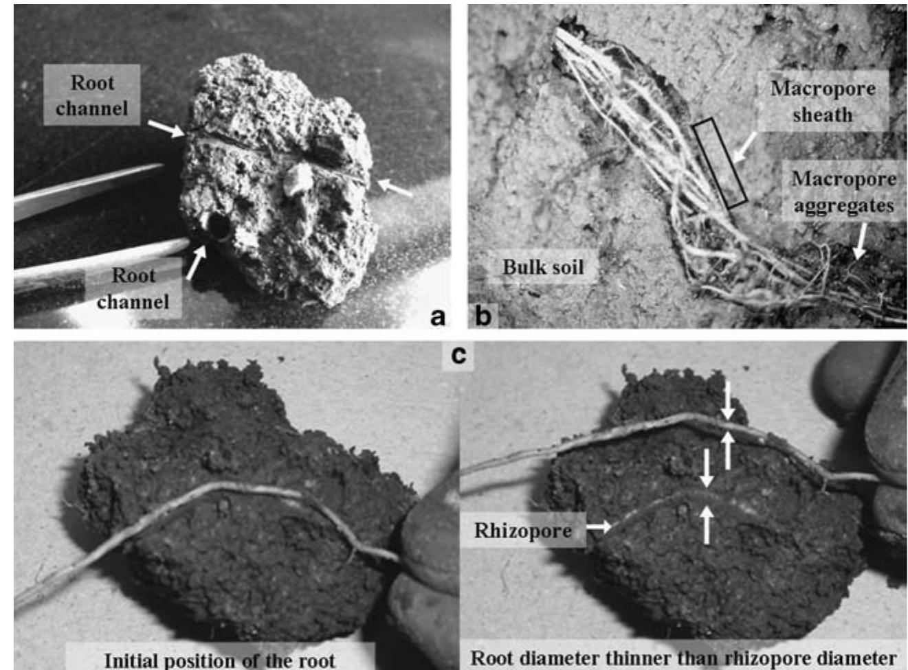 Illustrations of different types of root channels. (a) two