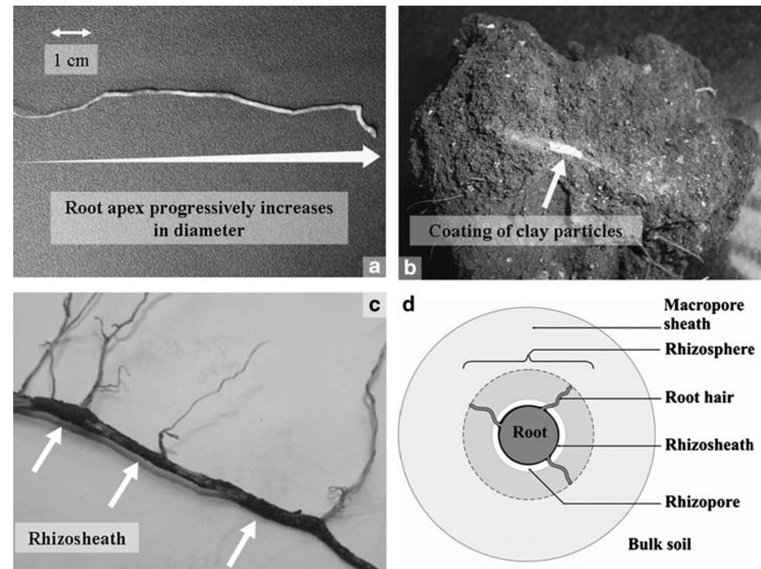 Mechanisms by which fine roots create a stable channel when