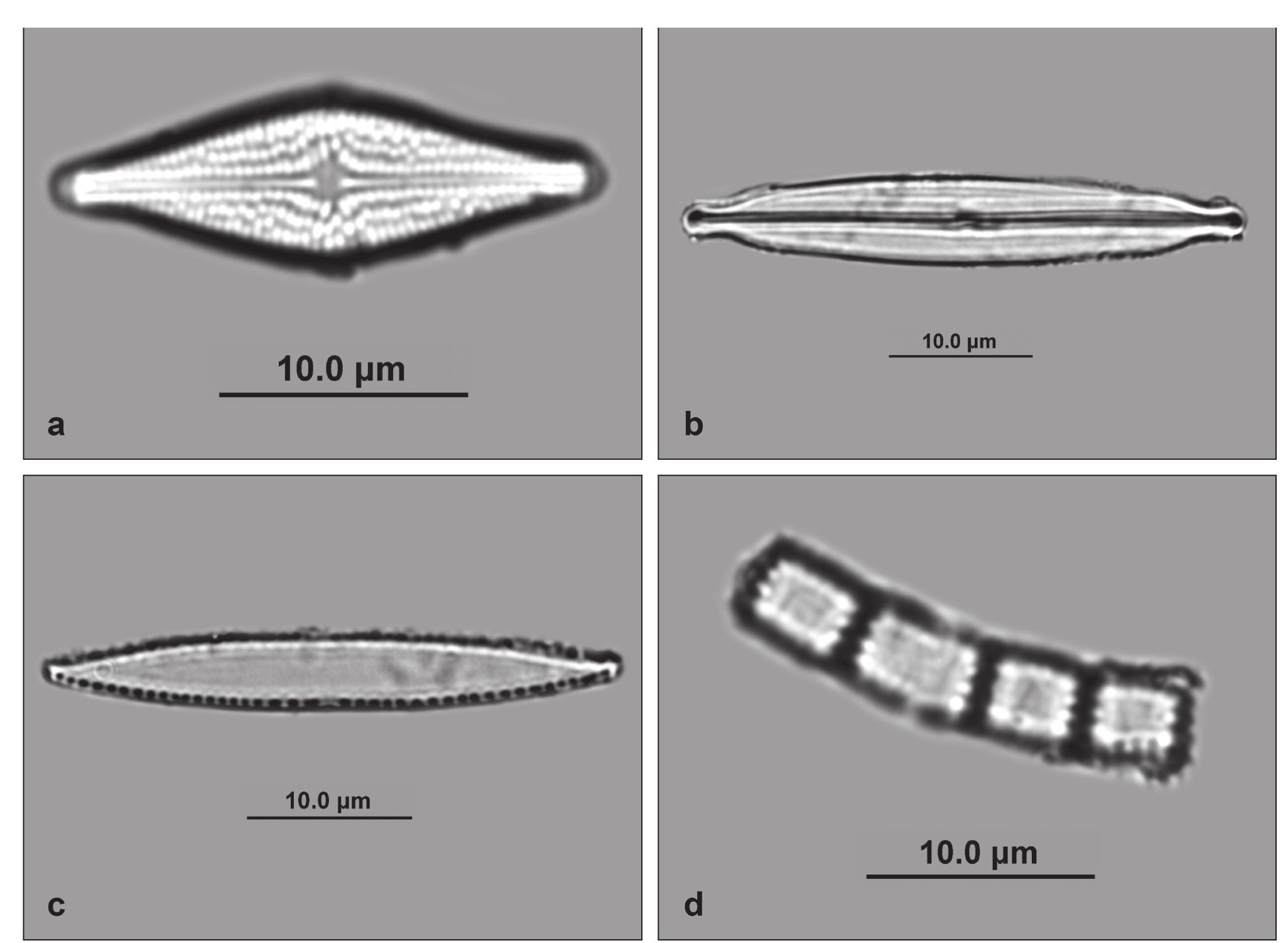 Examples of potential diatom indicator species a) brachysira
