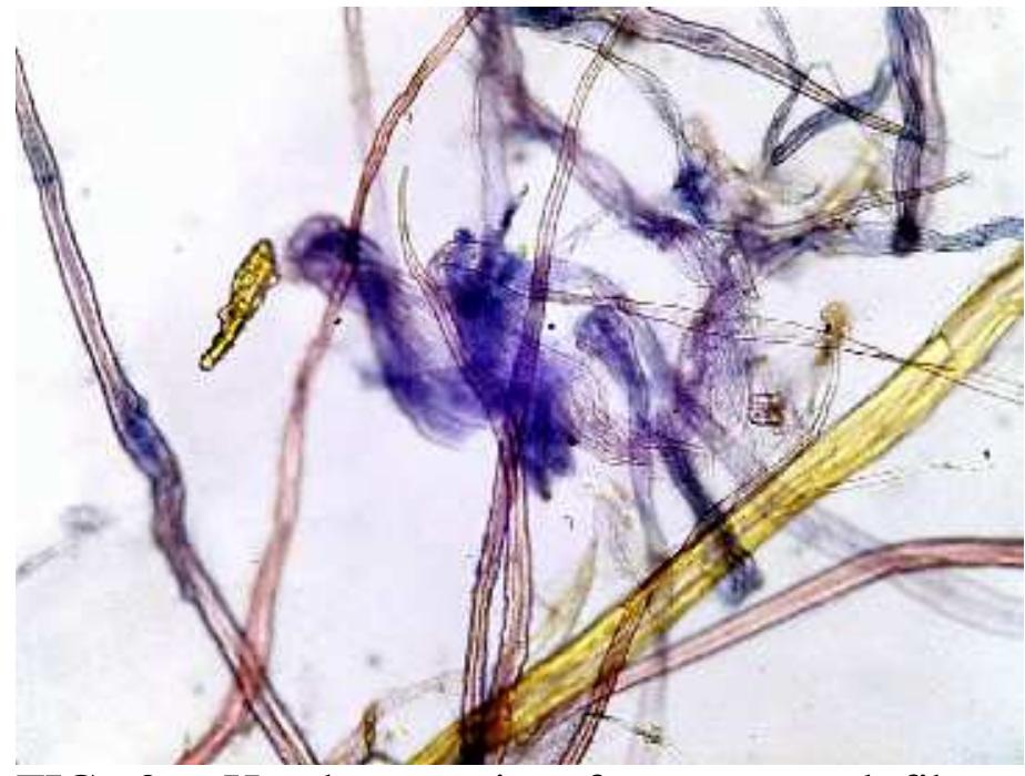 Figure 4 - from Stains for the Determination of Paper