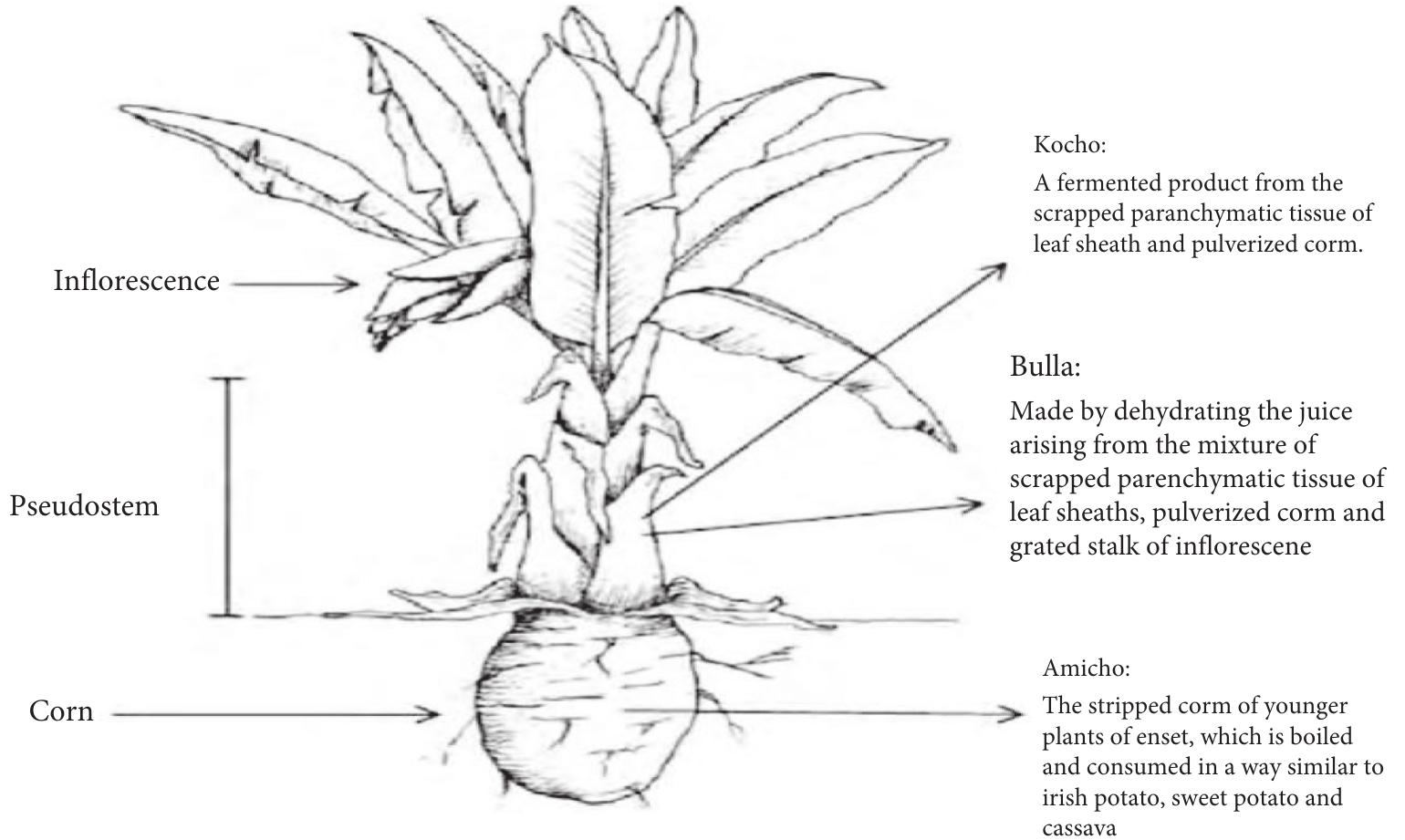 Morphology of the enset plant and its major food products