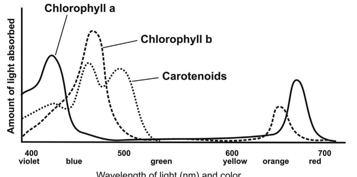 Chlorophyll c is a brownish-golden colored pigment that