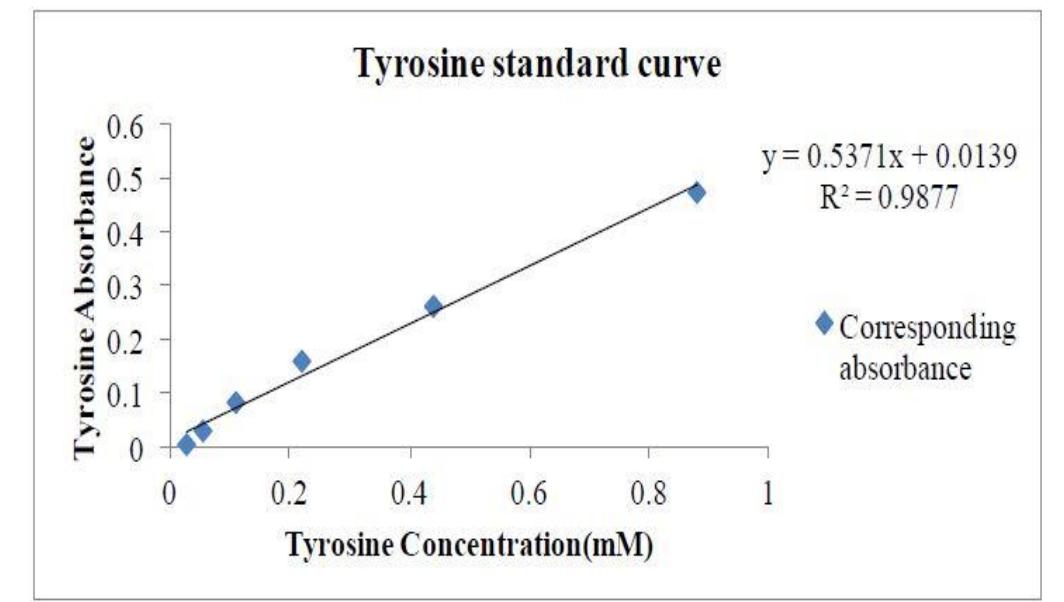 The tyrosine standard curve the above graph shows the