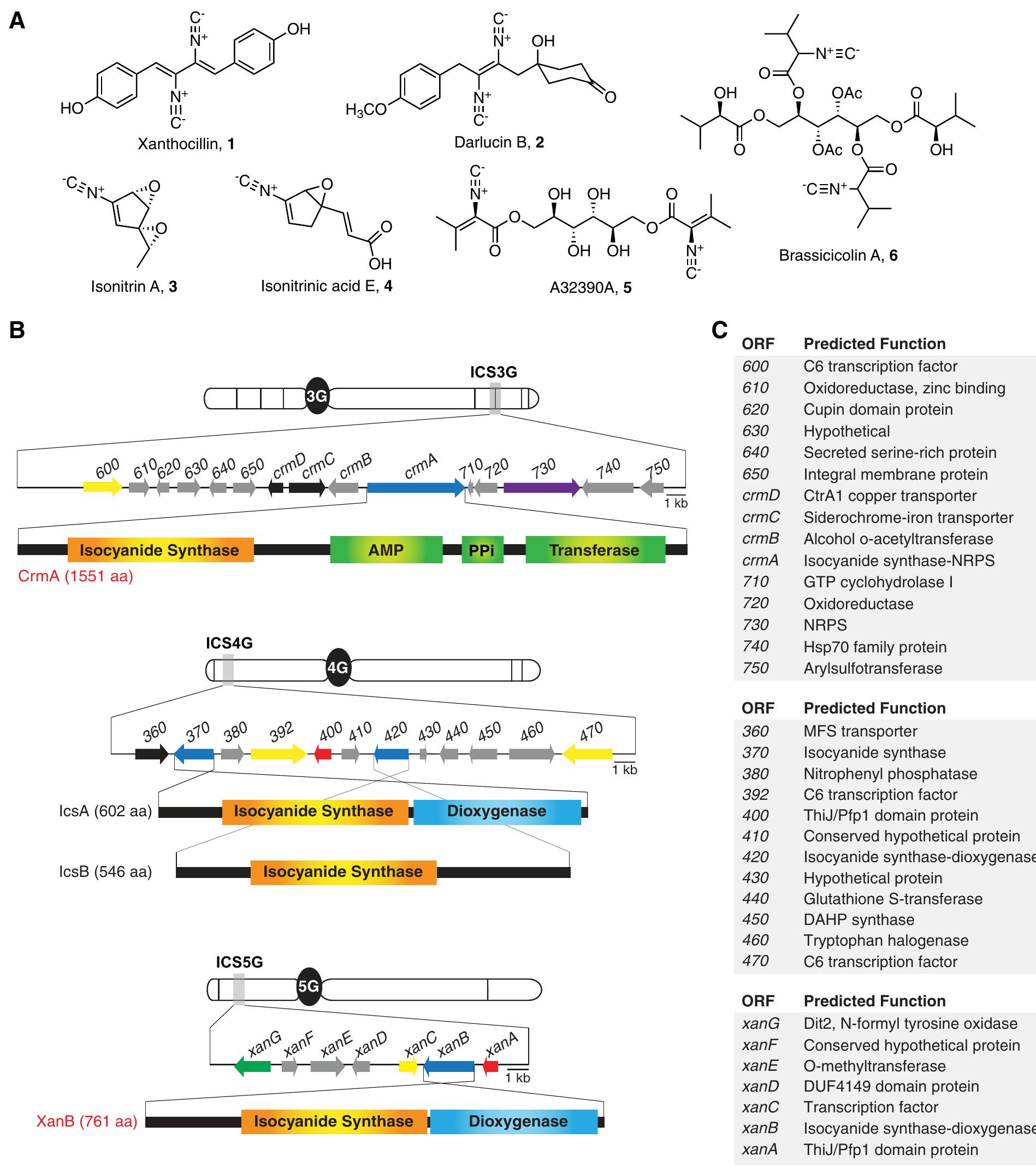 Isocyanides identified from fungi and architecture of
