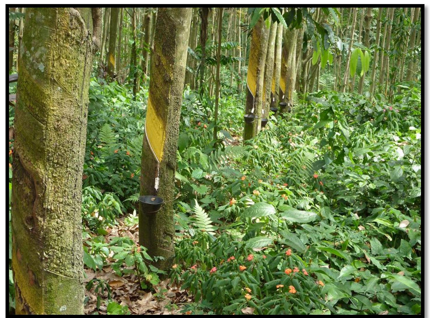 Figure 6 - The Takalik Abaj Monumental Stone Sculpture