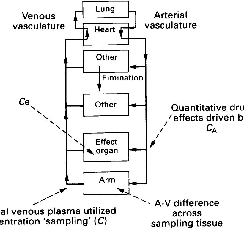 Schematic relationship between the arterial and venous