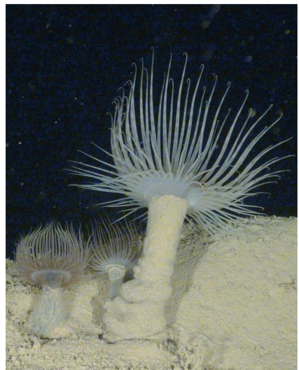 Cerianthus membranaceus in lebanon. © oceana/iucn/rac-spa