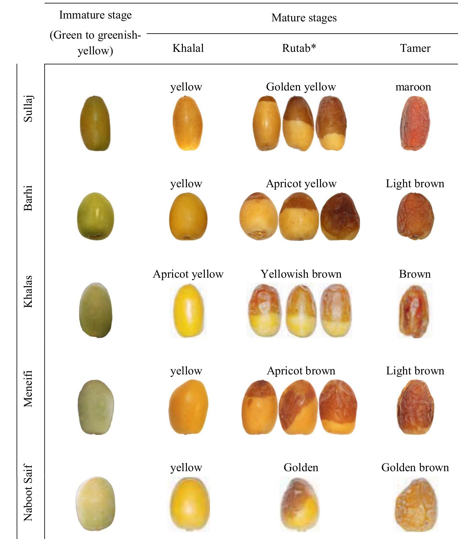 Maturity stage figure 24. sample images of individual dates
