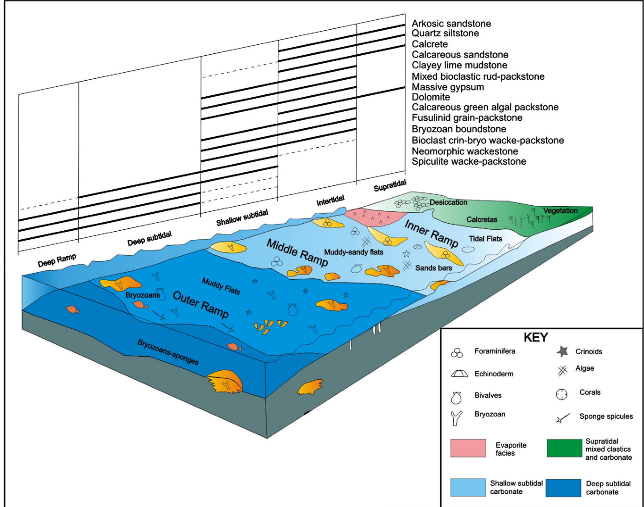 Schematic model showing the location of the defined