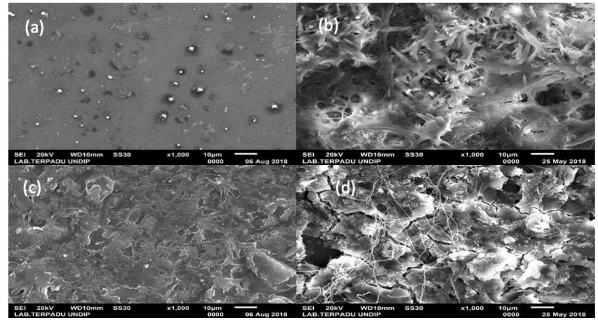 Morphological analysis using sem in magnification x 1000