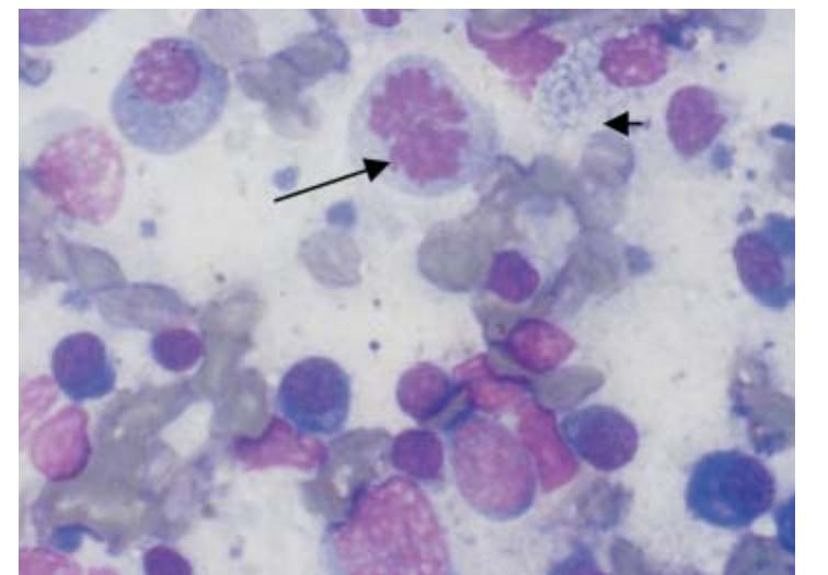 Figure 1 - from Cytological evaluation of canine