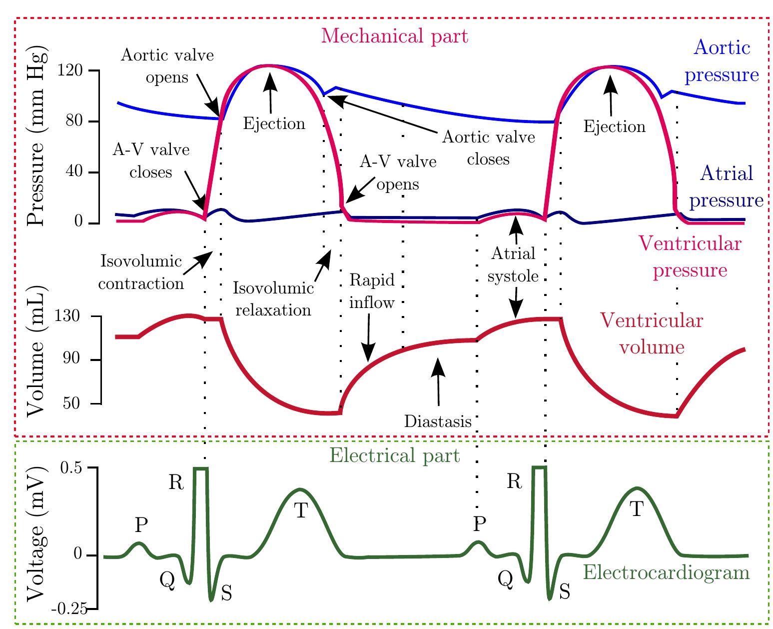 3: wiggers diagram. events of the cardiac cycle for left