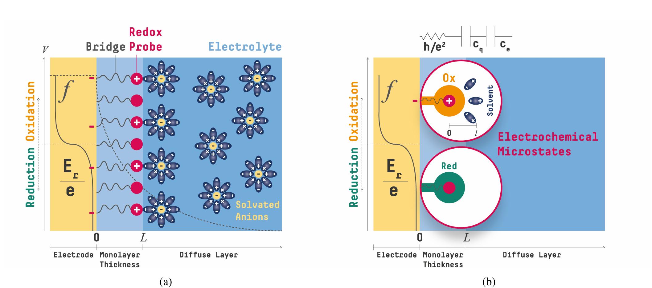 Schematic of (a) an electrochemical interface containing