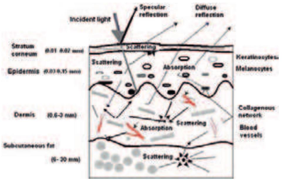 Schematic diagram of skin in cross section showing the main