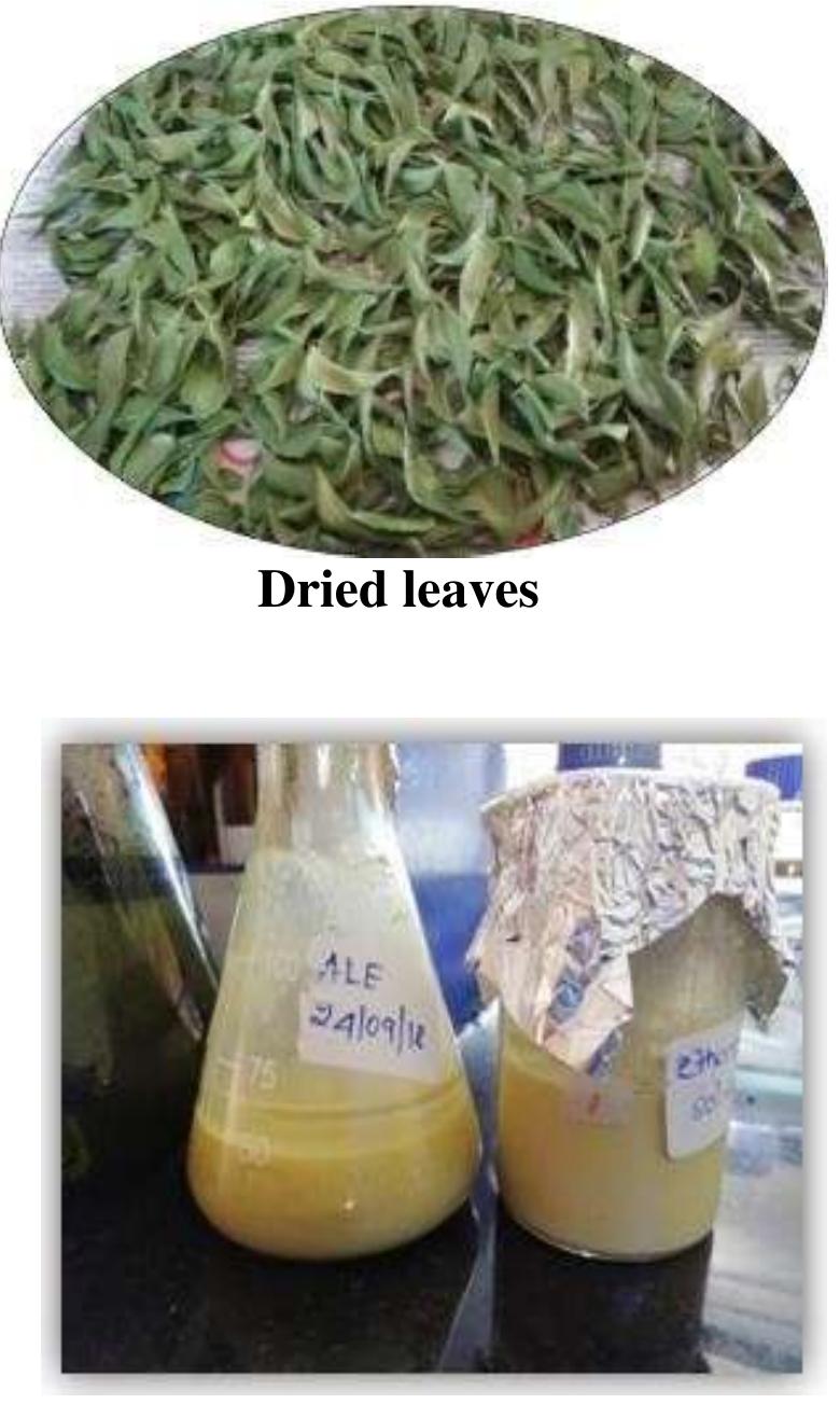 Plate.1 biosynthesis of tio2 nanoparticles