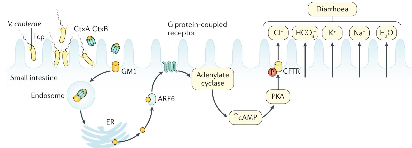 | pathogenesis of cholera in humans. once in the human host,