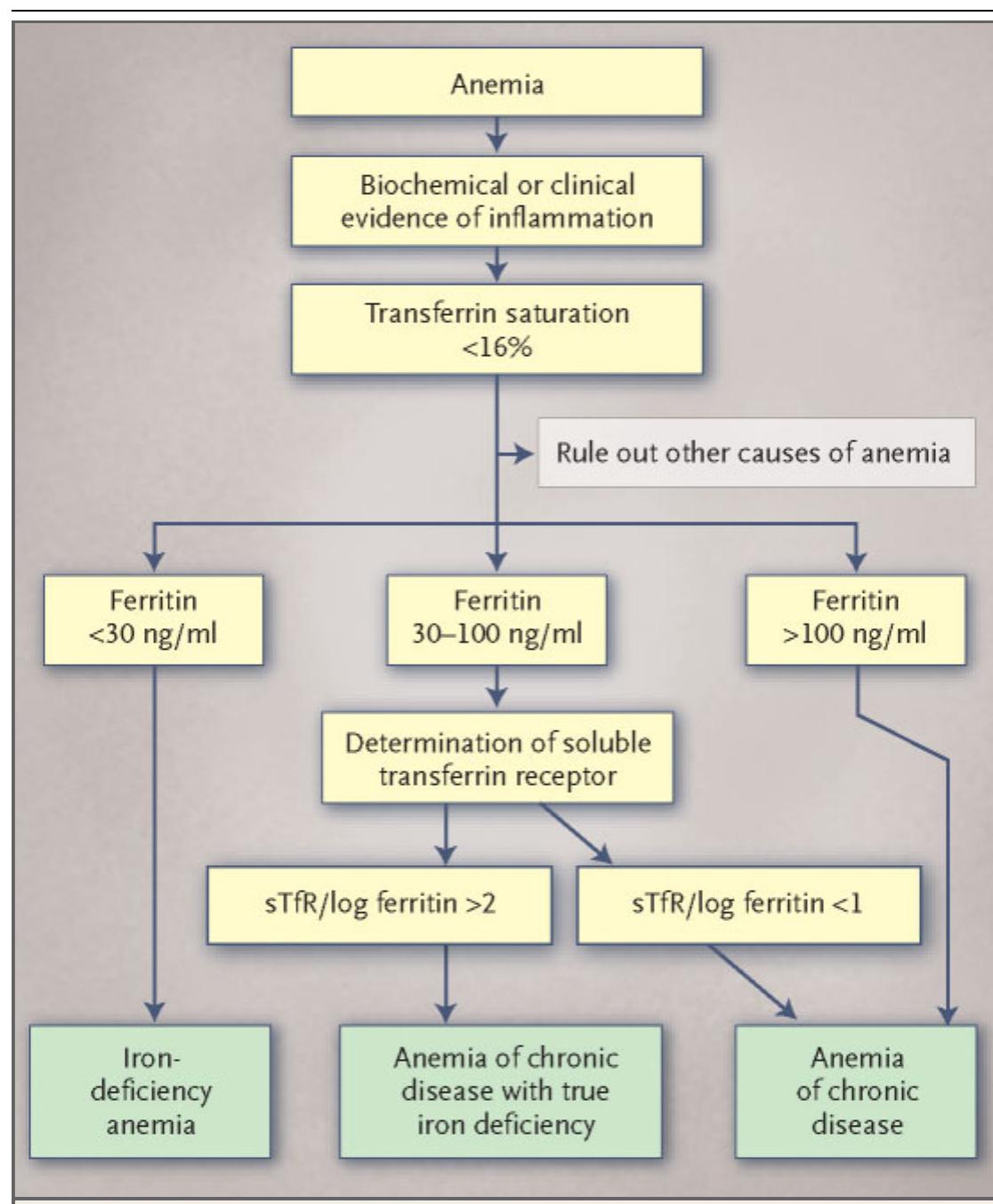 Algorithm for the differential diagnosis among