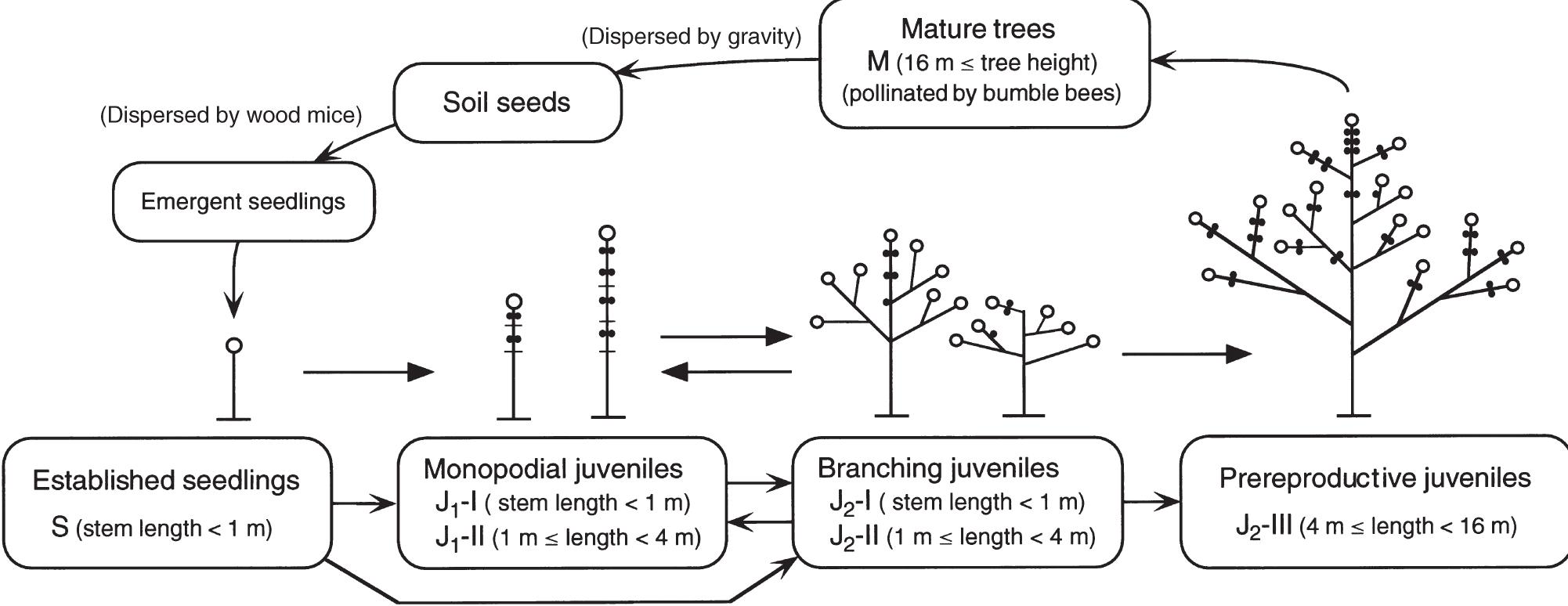 Diagram illustrating the steps in growth stages of juveniles