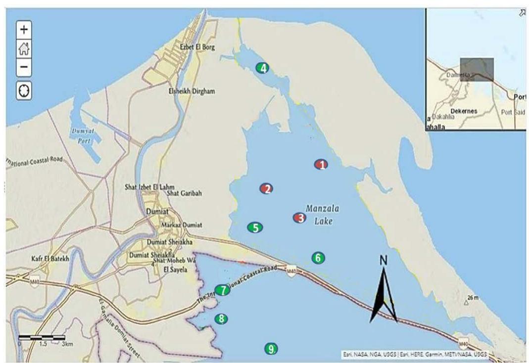 Manzala lake map showed the sites of sampling: (1-3) marine