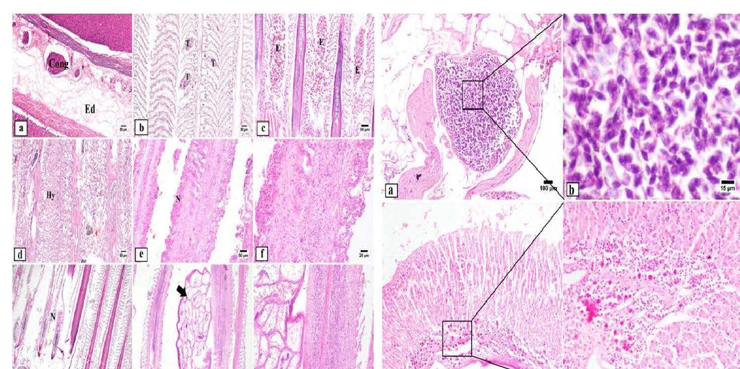 Photomicrograph of gills: marked diffuse edema and severely