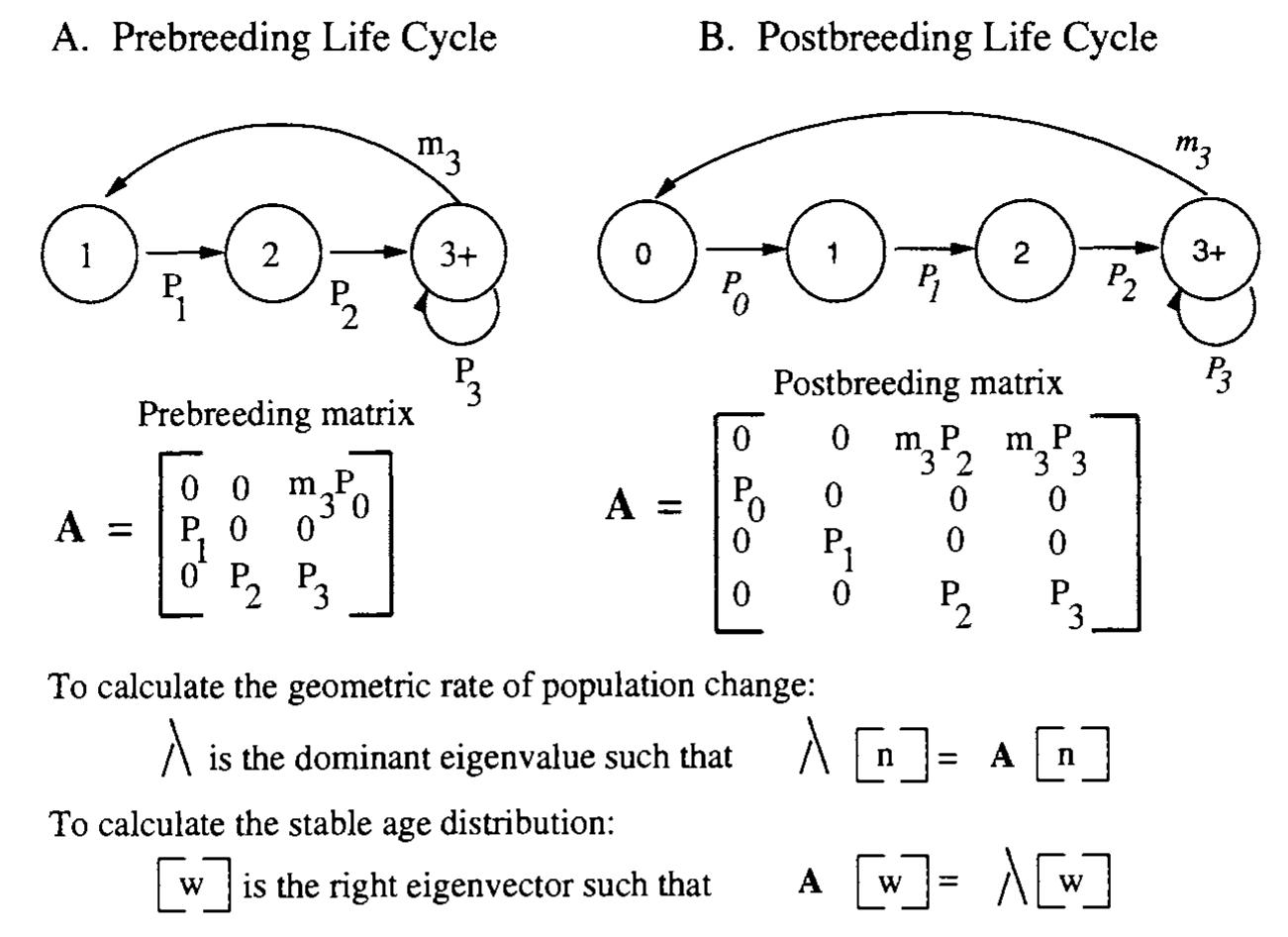 Differences in the life-cycle diagram and parameterization