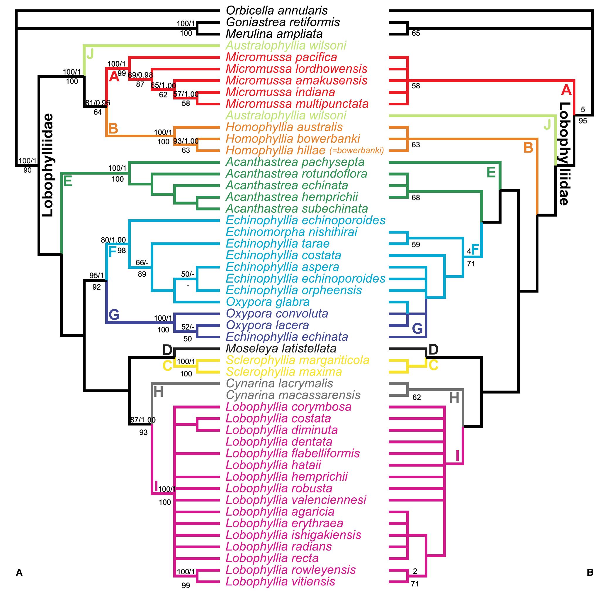 Phylogenetic reconstructions of the reef coral family