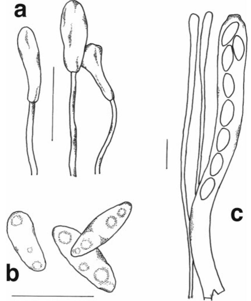 Illustration of mitrula brevispora based on specimen