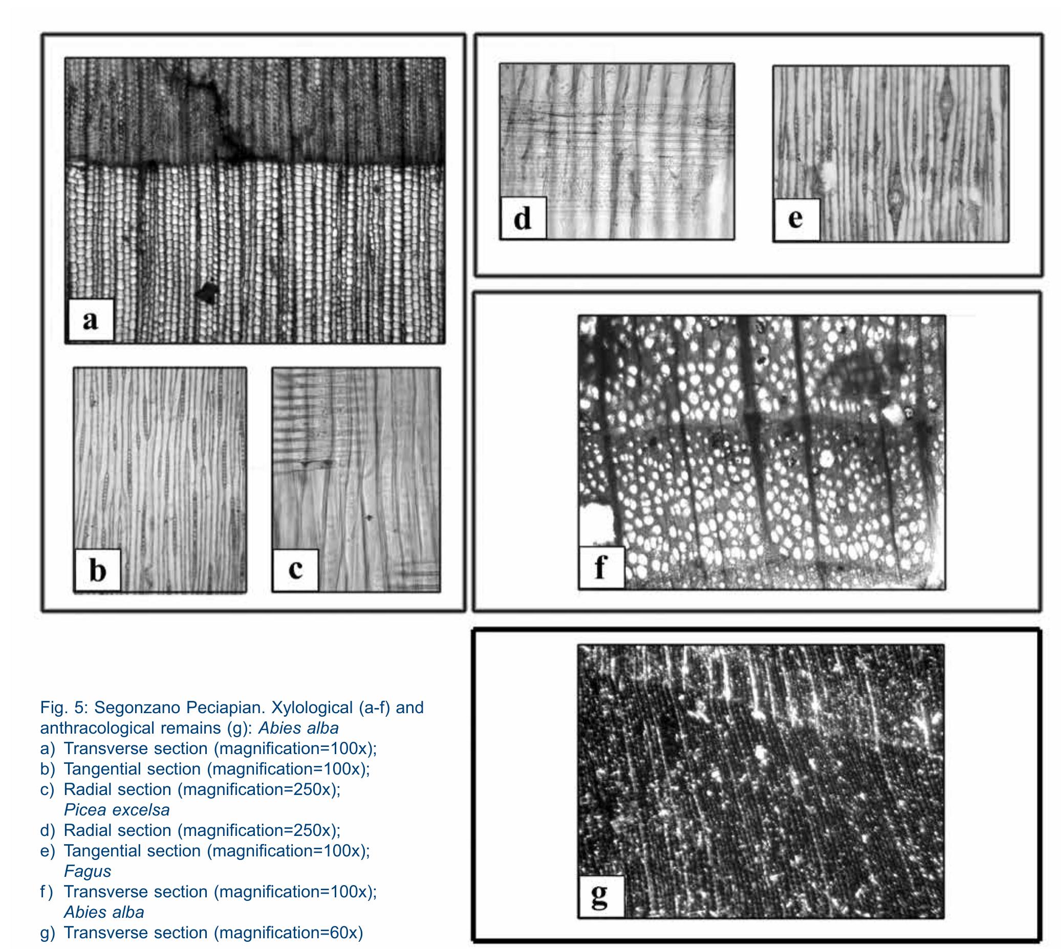 ), that had the longest tree-ring sequence. the